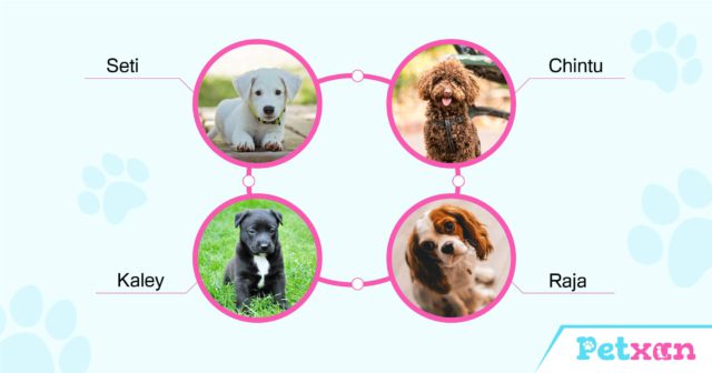 Nepali Dog Names Popular Dog Names Blog Petxan Online Pet Shop nepali-dog-names-popular-dog-names-blog-petxan-online-pet-shop